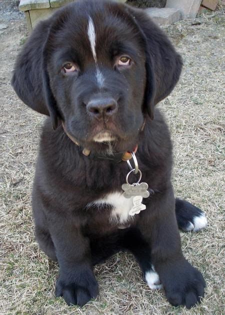 Black Lab Saint Bernard Mix