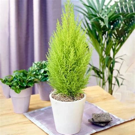 Cupressus Wilma Compact Evergreen Conifer Plant Bright Green Foliage