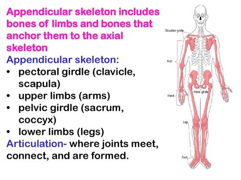 Structure Function And Diseases Ppt Download