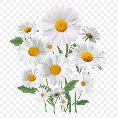White Daisy Flower Png Element Premium Png Rawpixel