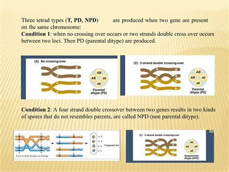 Genetics Yeast Neurospora Tetrad Analysis Pptx