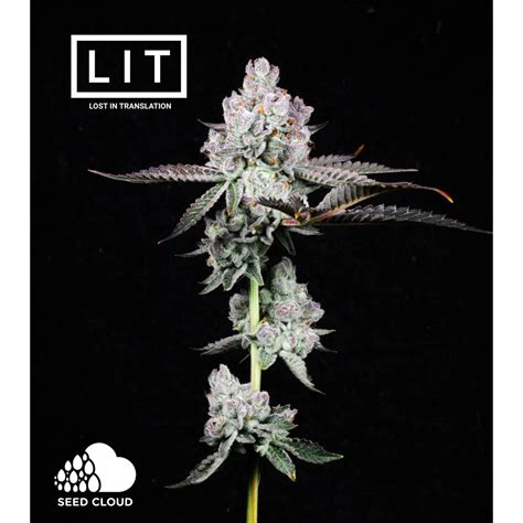 Ricky Bobby Seed Cloud