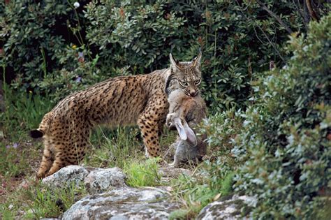 A Lifeline For The Iberian Lynx National Geographic