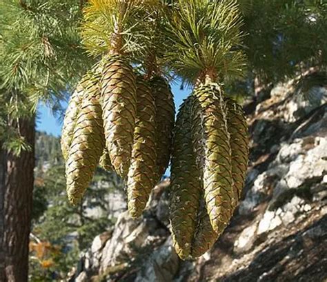 Big Cone Pine Tree