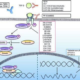 TGF β signaling in tumor suppression TGF β inhibits cell proliferation Download Scientific