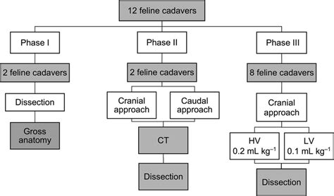 Flowchart Of The Study Design Showing The Number Of Feline Cadavers