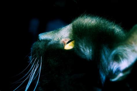 Werekitty By Water Ferret On Deviantart