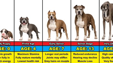 Average Pit Bull Transformation From 0 To 17 Years Old Youtube