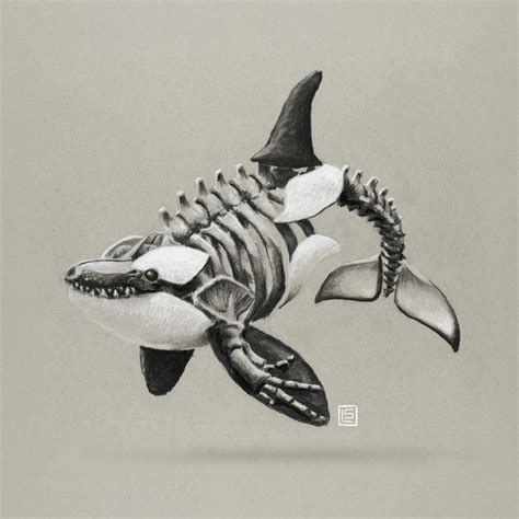 Skeleton Orca Charcoal Digital Download Etsy Finland