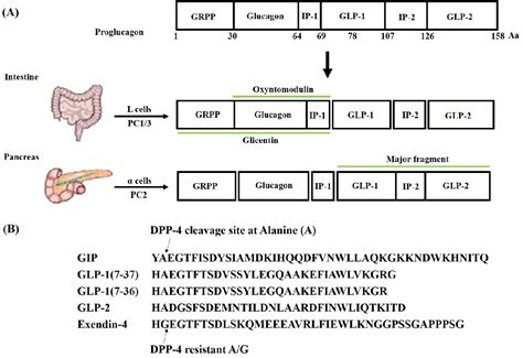Figure 1 From Multifaceted Roles Of Glp 1 And Its Analogs A Review On