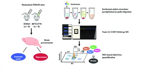 Proteomics Analysis Flow Chart Of Bpn14770 Treatment In Humanized