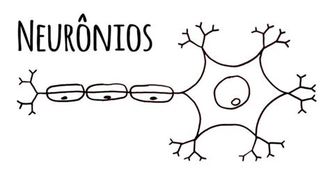 Neurônios O Que São Função Estrutura Tipos Quantos Temos