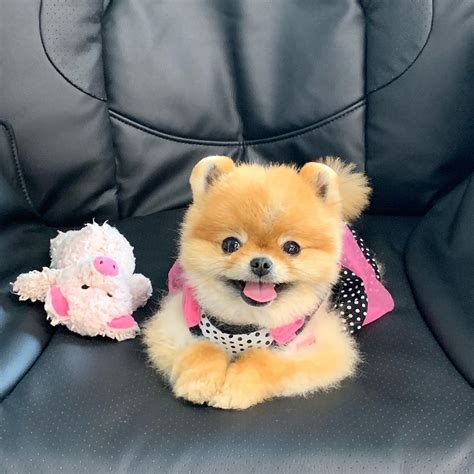 25 Teddy Bear Dog Breeds Shichon Morkie Cockapoo Teddy Bear Dog