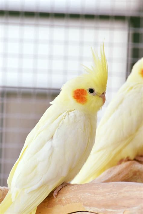 The First Clear Pied Cockatiel Born In My Aviary His Name Is Famous Rcockatiel