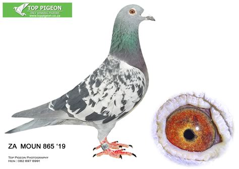 Lot 16 Africa Sunset Auction Za 19 Moun 865 Bc 2 X Winner ———sire Za 17 37614 Alias