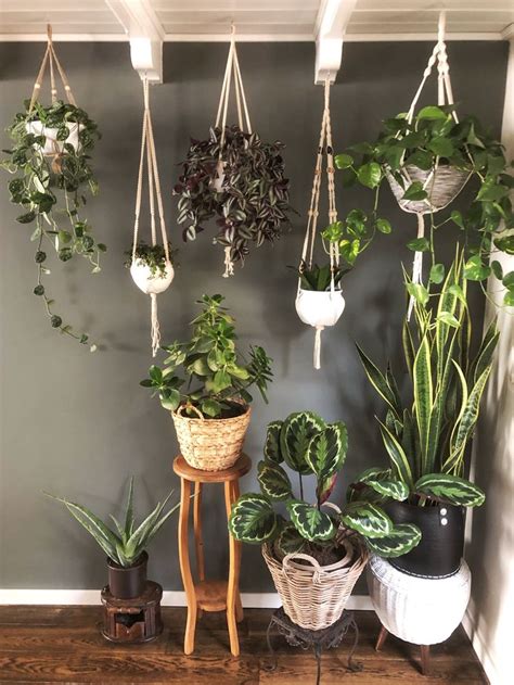 Planten Hangplanten Hangplant Woonkamerplanten Planten