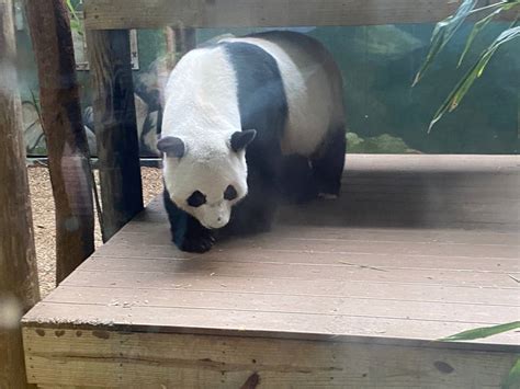 Giant Panda 2500th Deviation By Tigerclaw82 On Deviantart