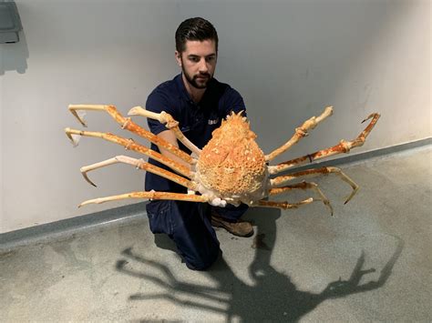 Japanese Spider Crab Extinct At Maria Couch Blog