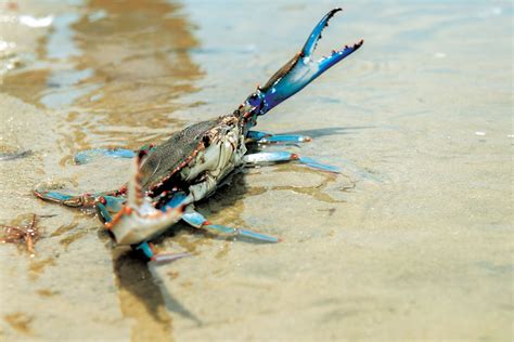 Hình ảnh Con Cua đẹp