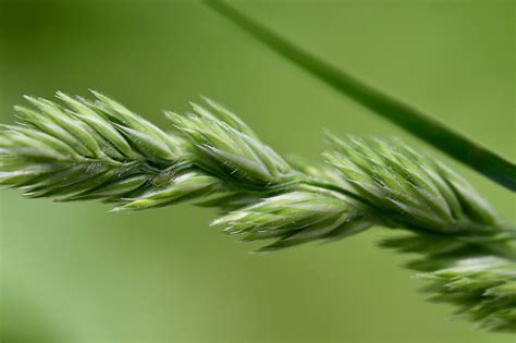 300 Free Aphids And Nature Photos Pixabay
