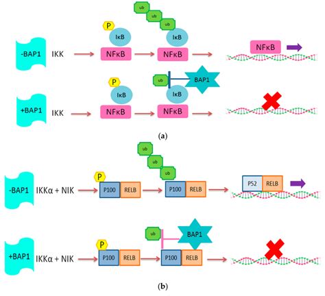 Schematic Illustration Of The Potential Role Of Bap1 Protein In A