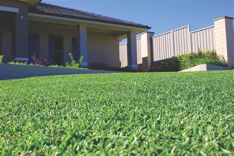 Sir Walter Buffalo Vs Tiftuf Turf Best Australian Lawn Guide