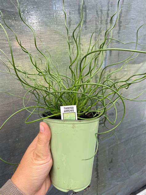 6 Juncus Spiral Etsy