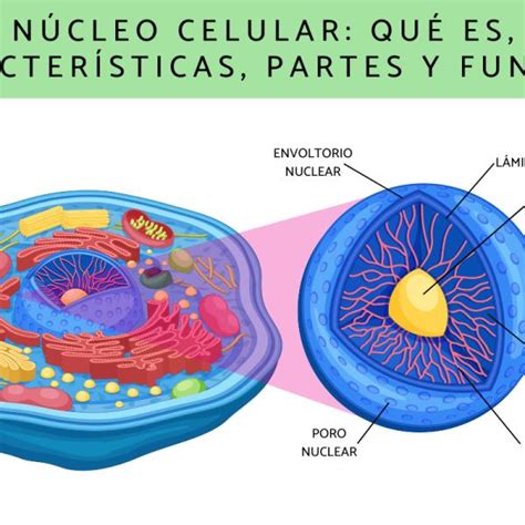 Nucleoplasma Que Es Qué Es El Nucleoplasma Y Su Función Resumen