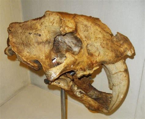 The Saber Toothed Tiger Was It The Ultimate Ice Age Predator Dino