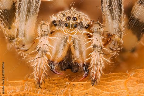 European Garden Spider Diadem Spider Cross Spider Crowned Orb Weaver