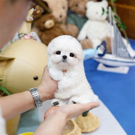 Teacup Maltese Puppies For Sale Teacup Puppies Paradise