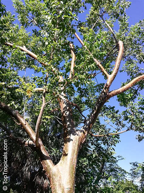 Bursera Simaruba Gumbo Limbo Top Tropicals Plant Encyclopedia