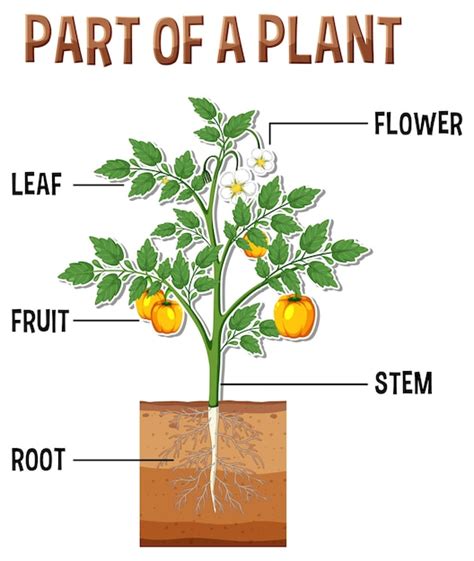 Draw And Label The Diffe Parts Of The Plant Roots Stem Leaves