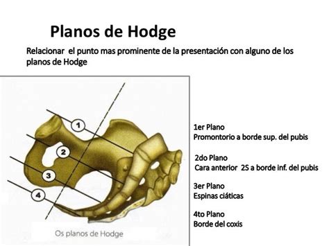 Planos De Hodge