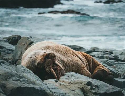 9 Walrus Facts About The Tusked Arctic Giants