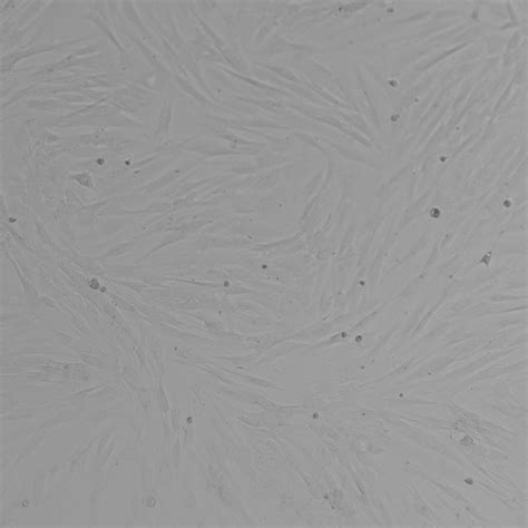 Hff 1 Cells