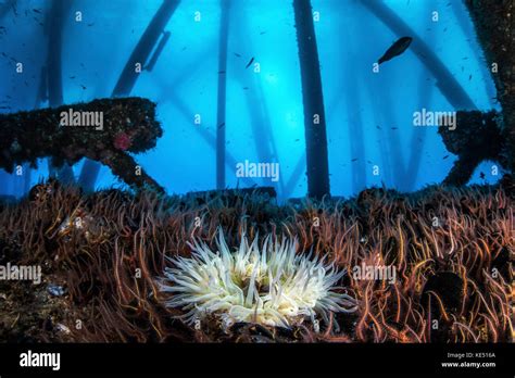 An Anemone Sits In A Bed Of Brittle Stars On The Girders Of An Oil Rig