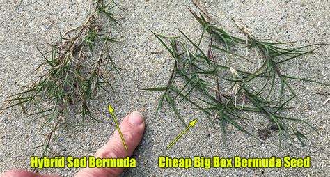 Best Bermuda Grass Seed For Lawns Lawn Care