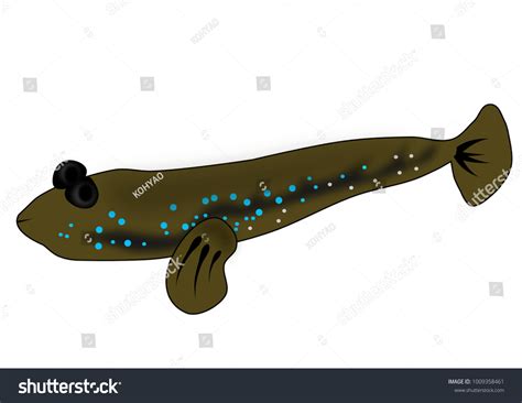 Blue Spotted Mudskipper Over 2 Royalty Free Licensable Stock Vectors