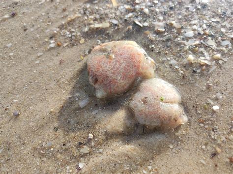 Ascidiacea Tony Hsu Flickr