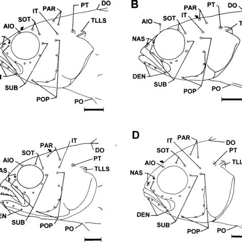 Left Lateral Diagrams Of Heads Of A Chlidichthys Johnvoelckeri Rom