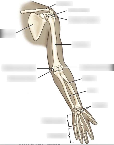 Upper Appendicular Bones Diagram Diagram Quizlet
