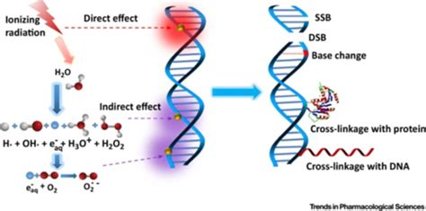 Early Deterministic Effects On Organ Systems Flashcards Quizlet
