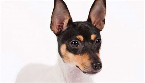 Fox Terrier Toy •• Morfologia Carácter Y Cuidados