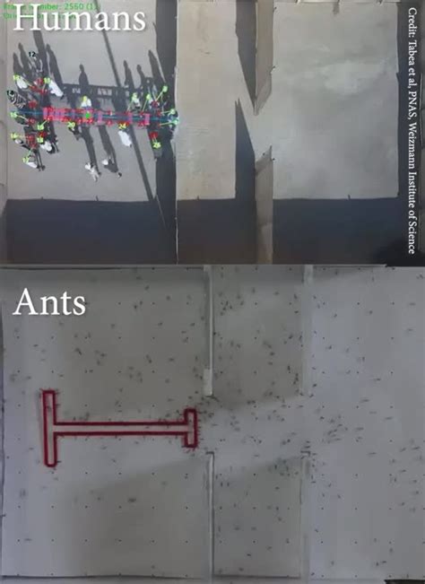 Sepuh Baghdasaryan On Linkedin Ants Vs Humans Problem Solving Skills