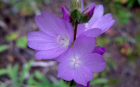 Oregon Wild Flowers