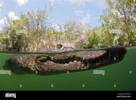 Morelets Crocodile Crocodylus Moreletii Cancun Yucatan Mexico Stock