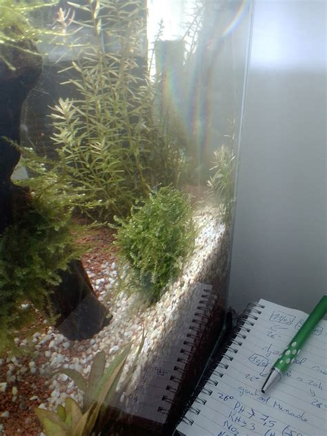 Nano Aquarium Killi Cap Lopez