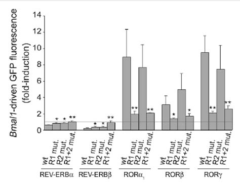 Rev Erb And Ror Factors Regulate Bmal1 Transcriptional Activity Through Download Scientific
