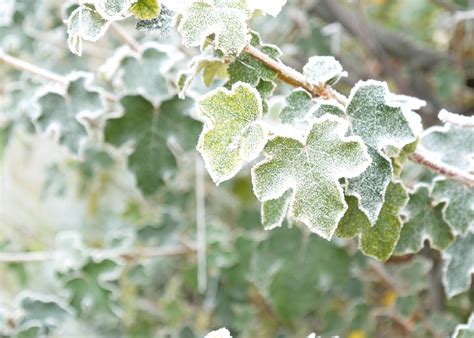 Free Images Tree Nature Branch Cold Winter Morning Leaf Flower